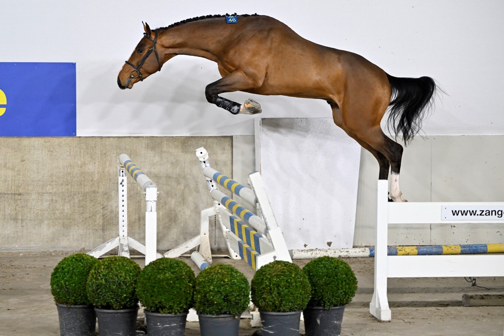 DOMINATOR 2000 Z - A phenomenal phenomenon! | Studfarm Zangersheide